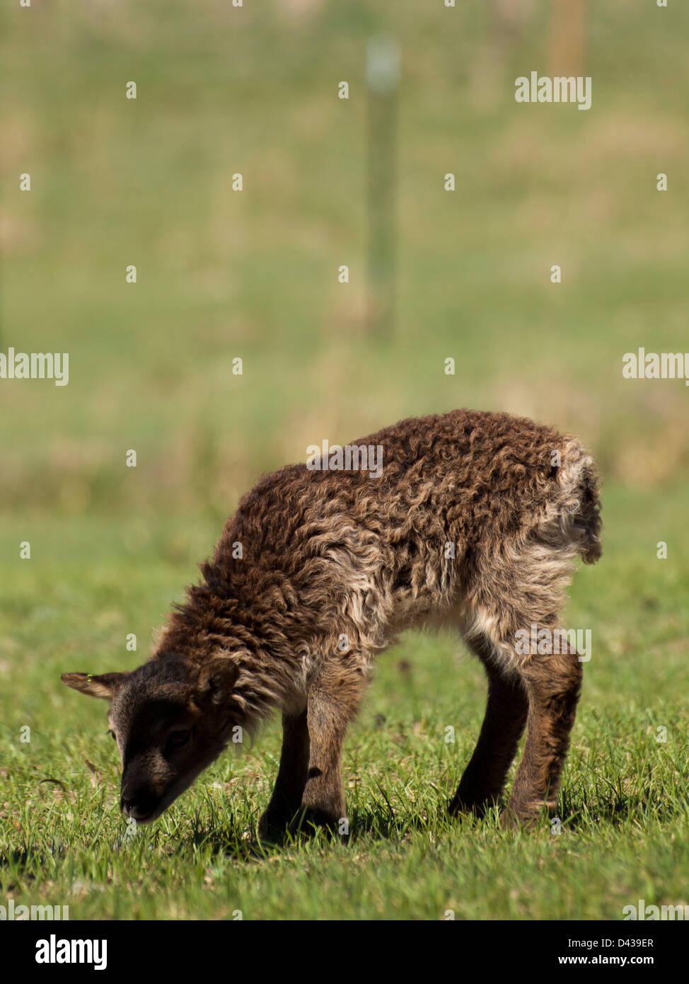 The Soay sheep is a primitive breed of domestic sheep descended from a ...