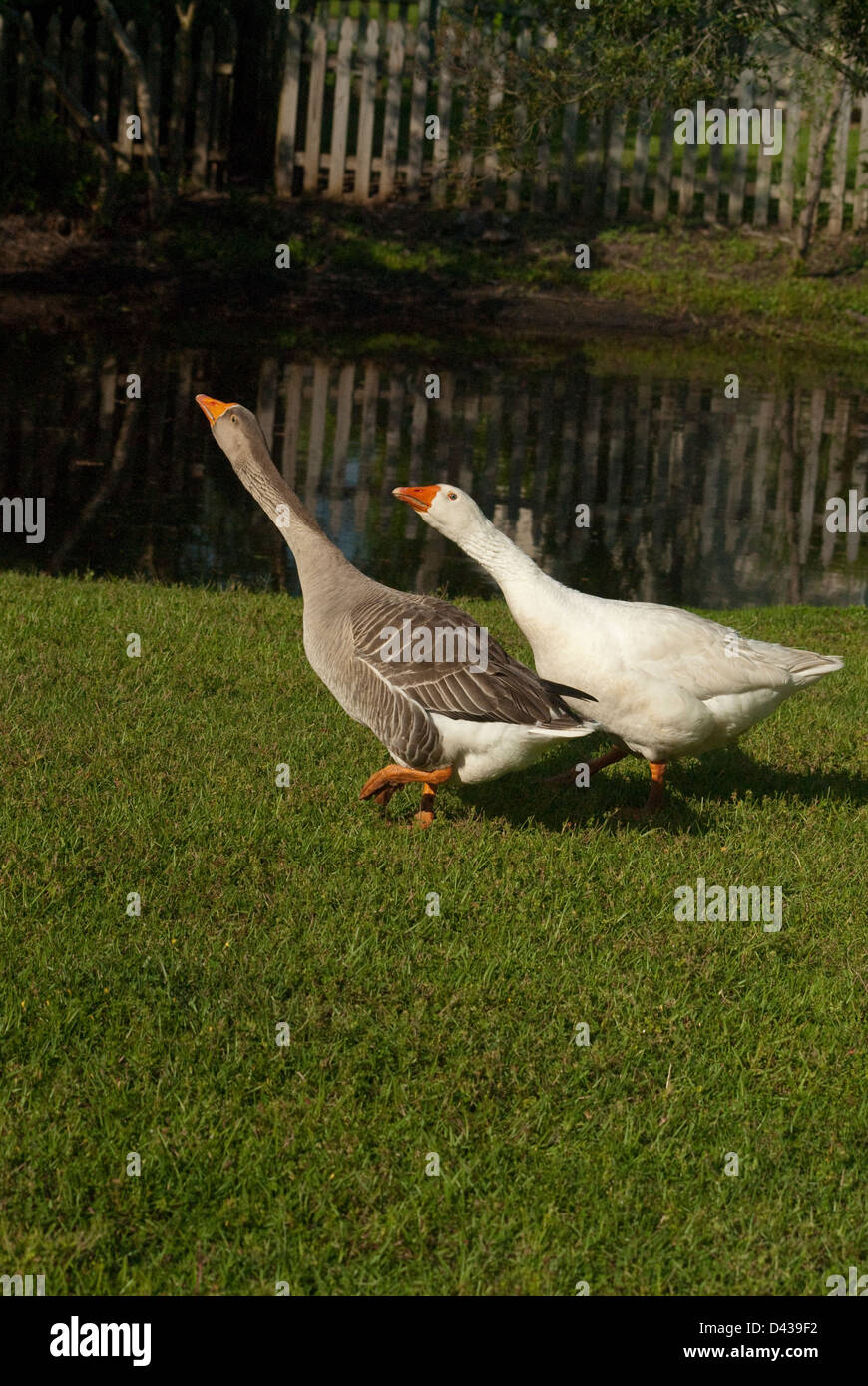 Geese on lawn Stock Photo - Alamy