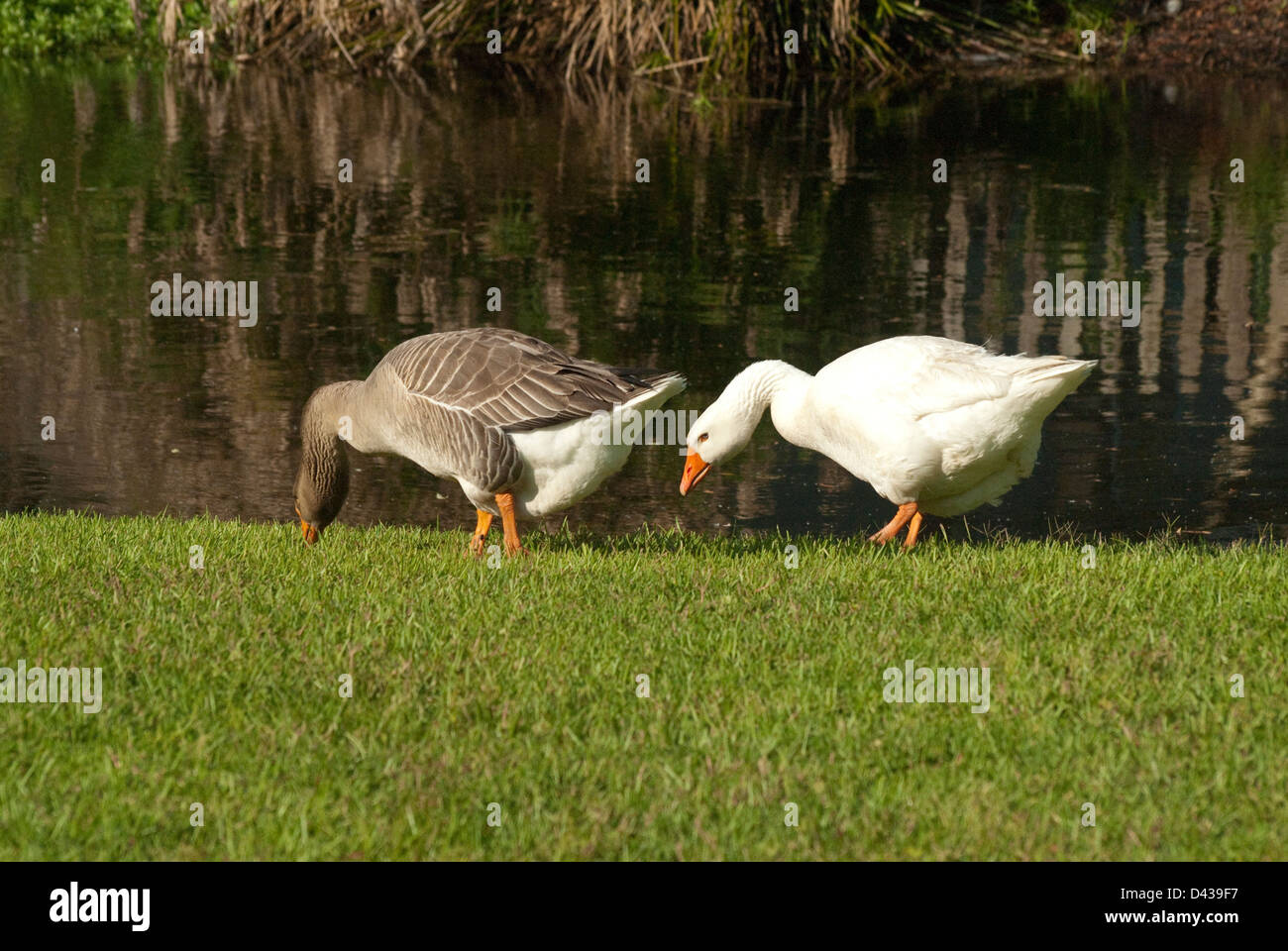 Greyland goose hi-res stock photography and images - Alamy