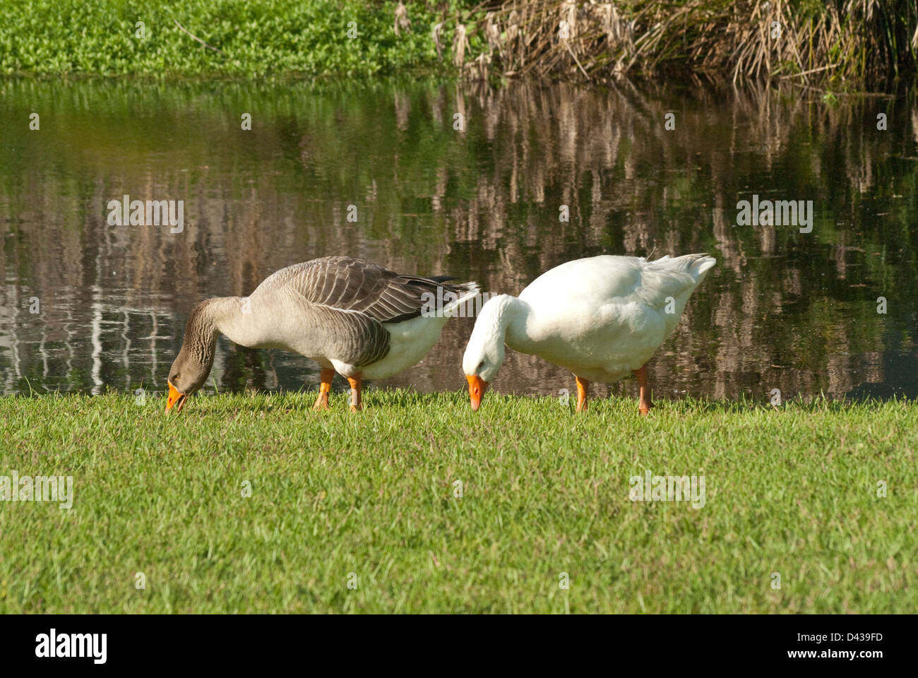Geese on lawn Stock Photo - Alamy