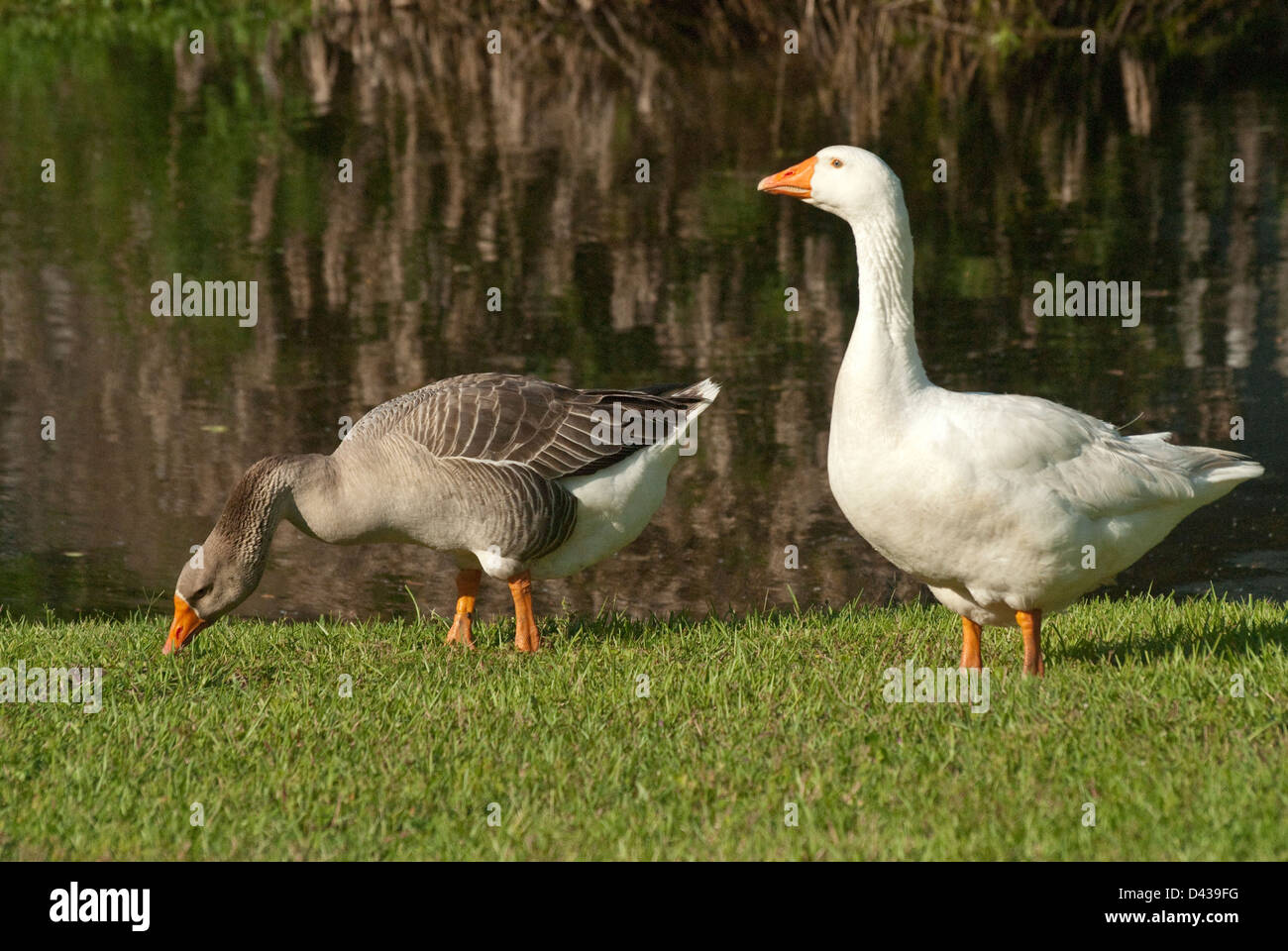 Greyland goose hi-res stock photography and images - Alamy