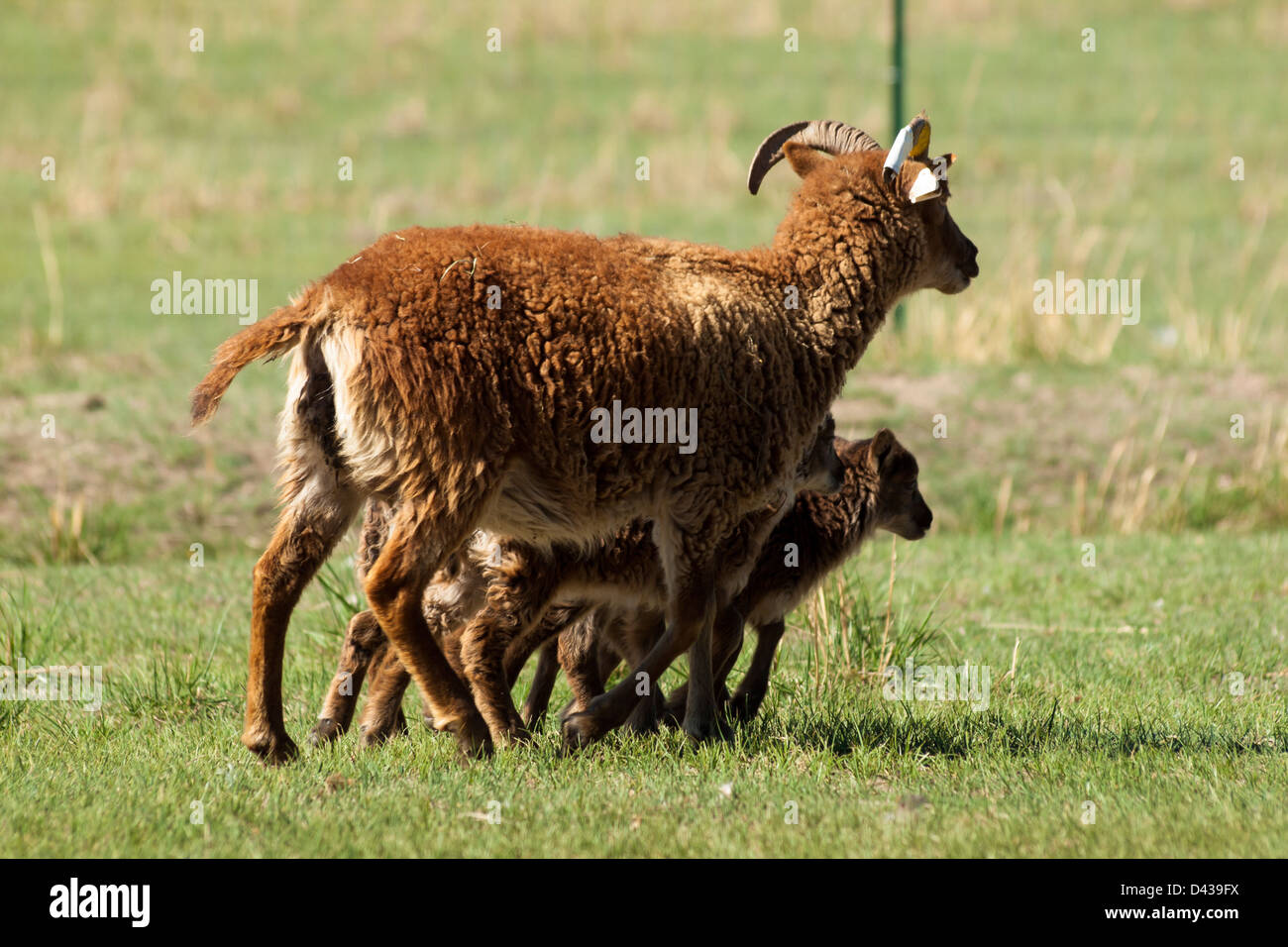 The Soay sheep is a primitive breed of domestic sheep descended from a ...