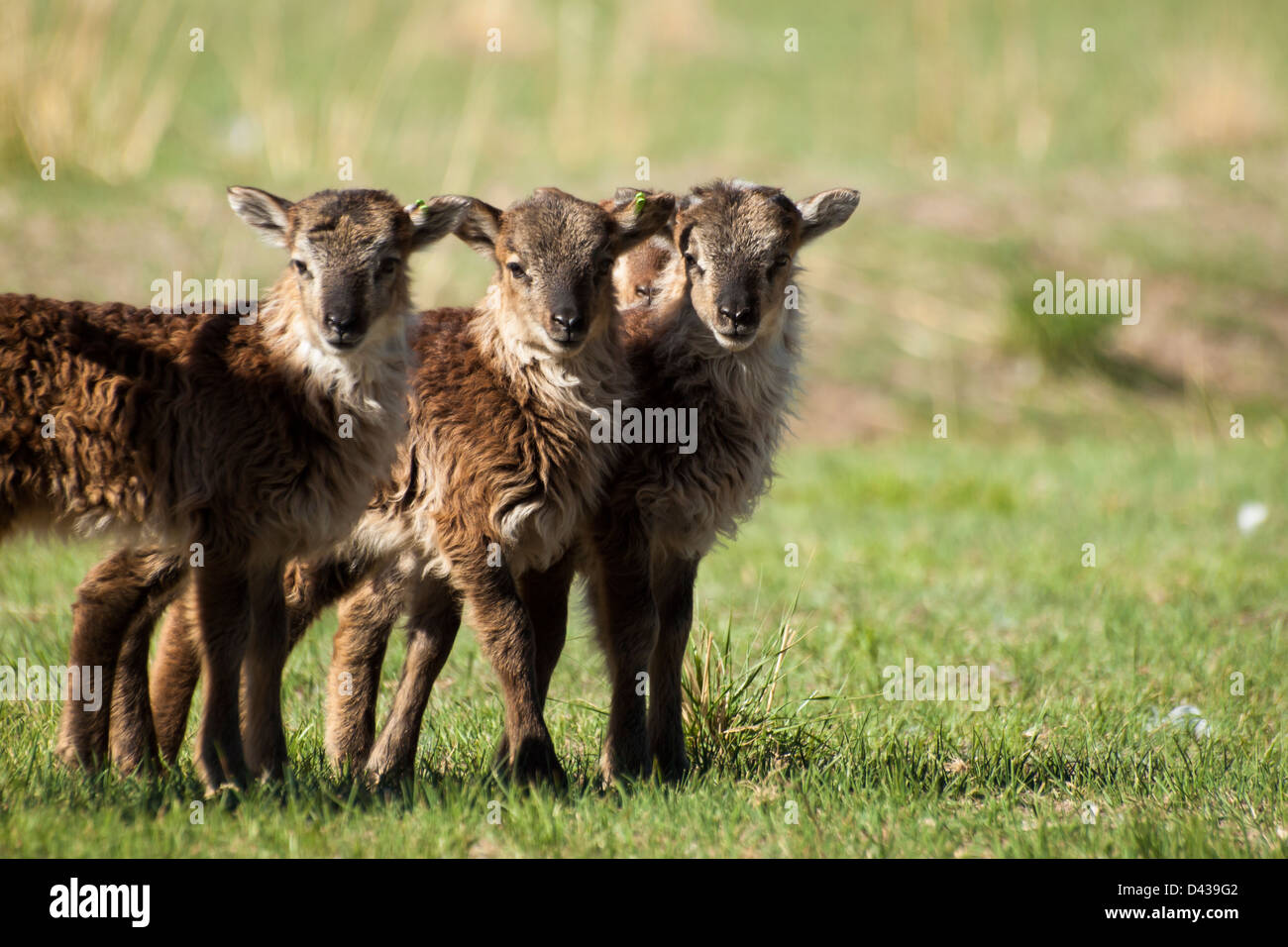 The Soay sheep is a primitive breed of domestic sheep descended from a ...