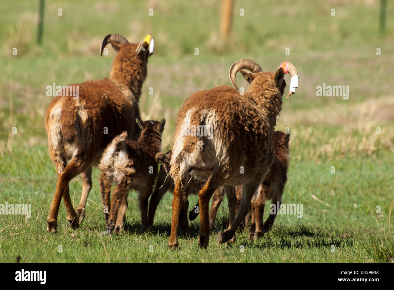 The Soay sheep is a primitive breed of domestic sheep descended from a ...