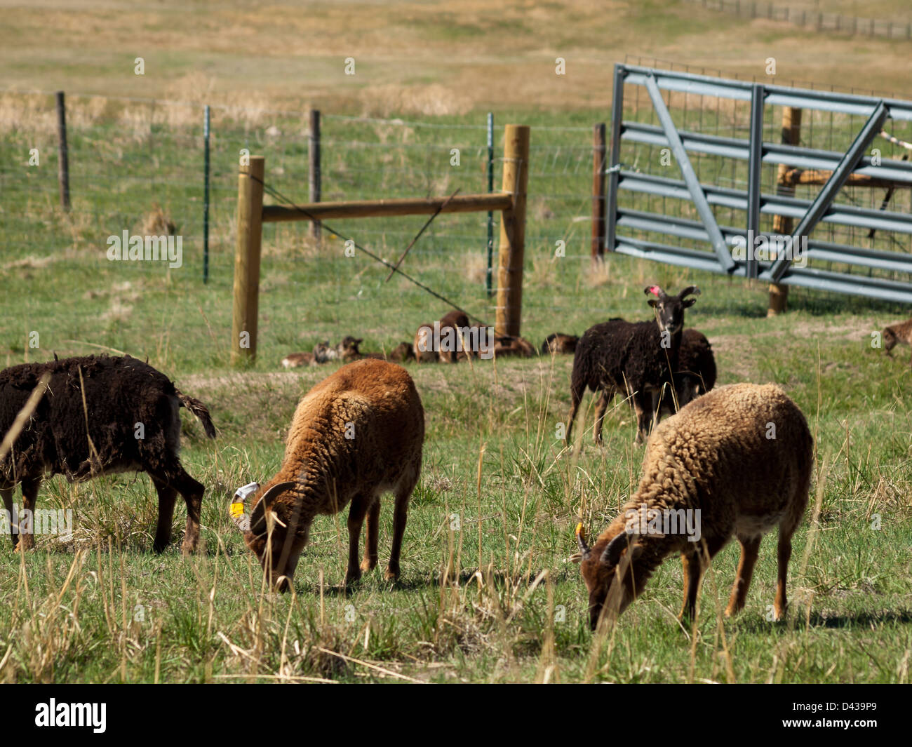 The Soay sheep is a primitive breed of domestic sheep descended from a ...