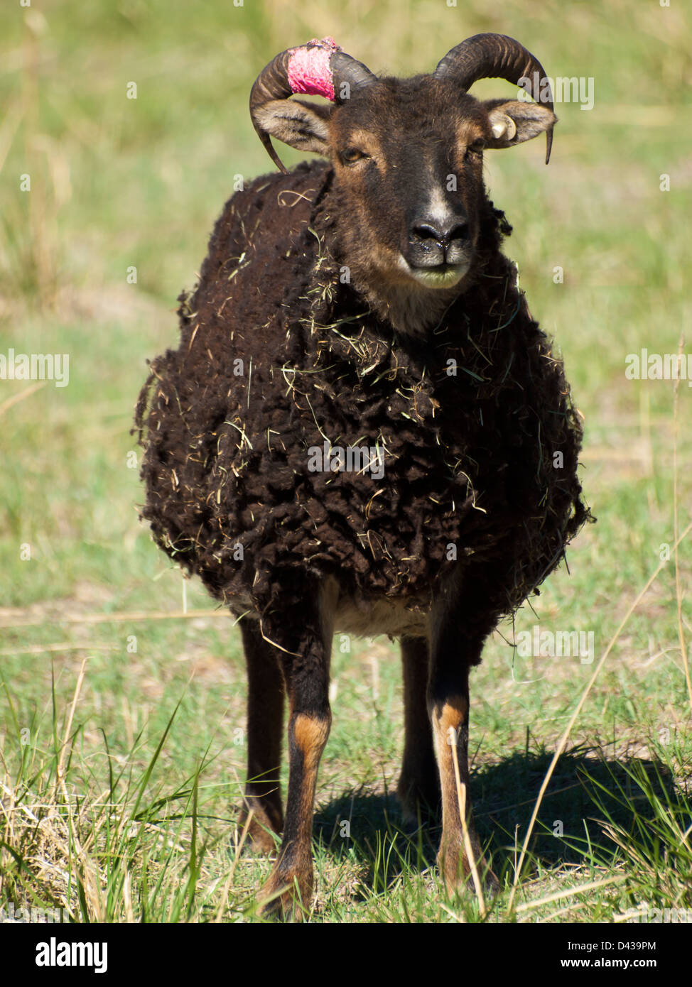 The Soay sheep is a primitive breed of domestic sheep descended from a ...