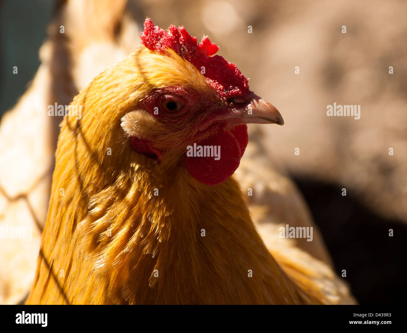A free-range chicken from a small farm in Colorado Stock Photo - Alamy