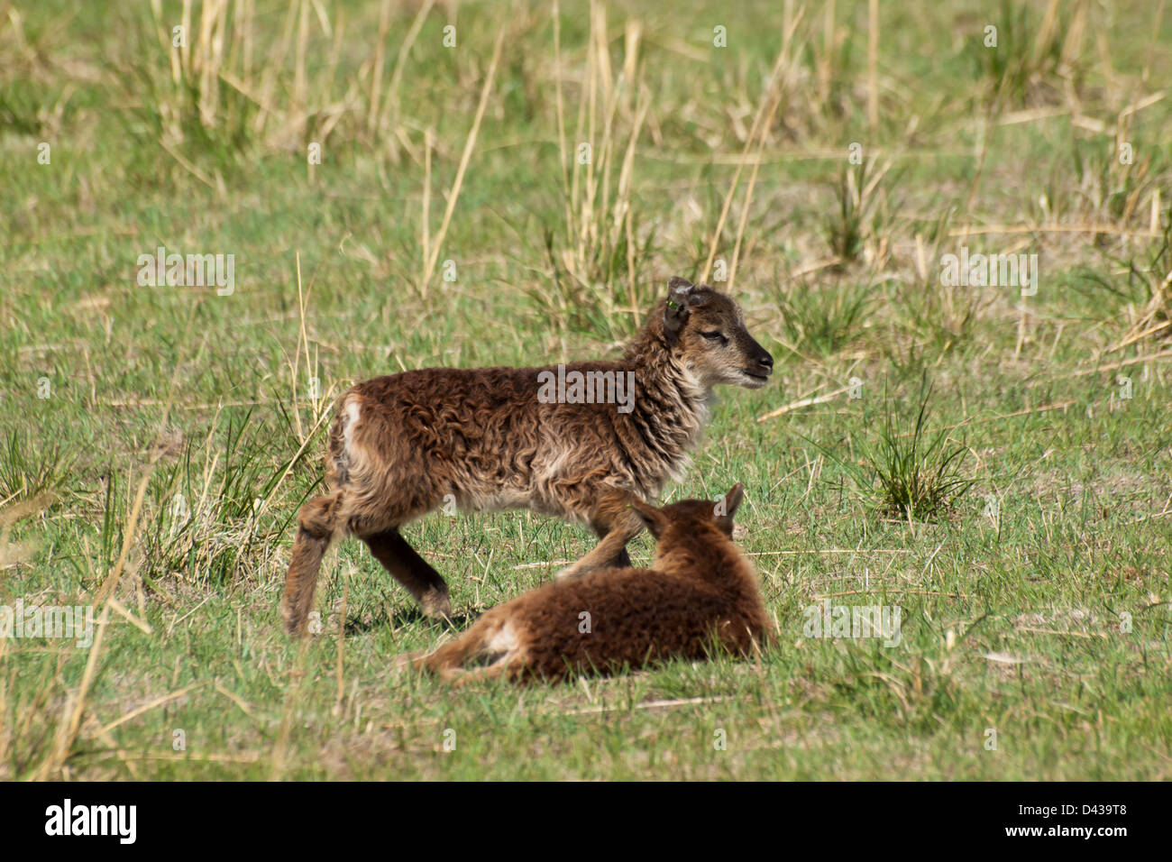 The Soay sheep is a primitive breed of domestic sheep descended from a ...