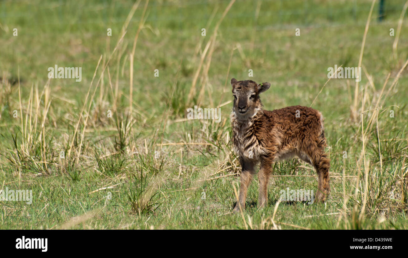 The Soay sheep is a primitive breed of domestic sheep descended from a ...