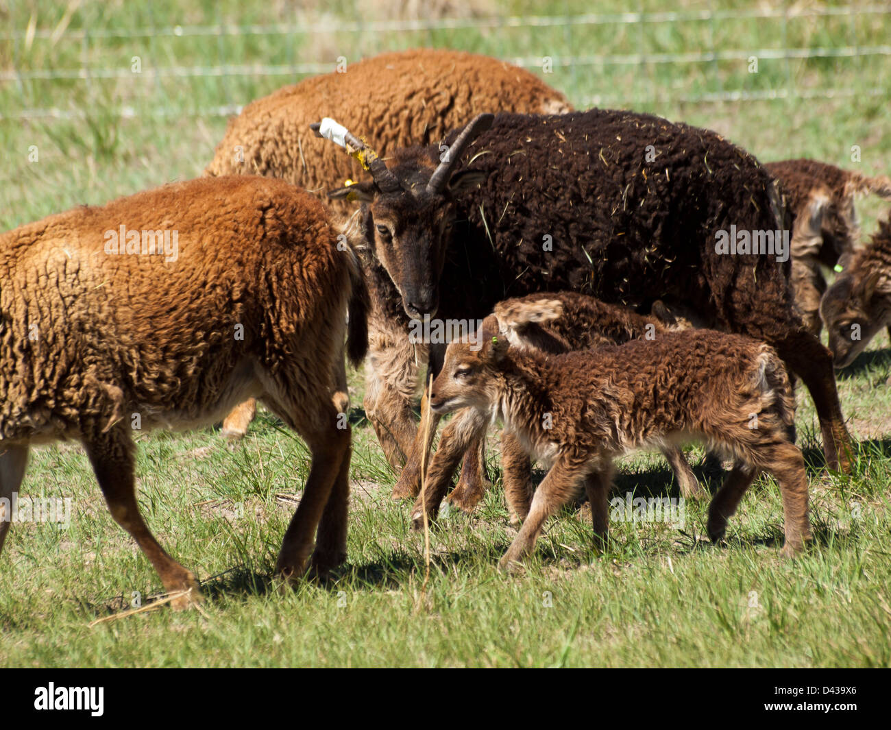 The Soay sheep is a primitive breed of domestic sheep descended from a ...