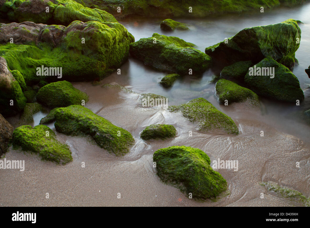 Green algae on seaside hi-res stock photography and images - Alamy