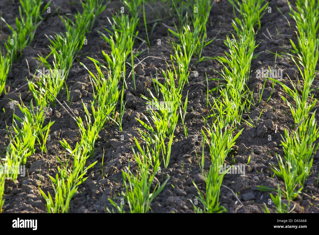 Planting grain hi-res stock photography and images - Alamy