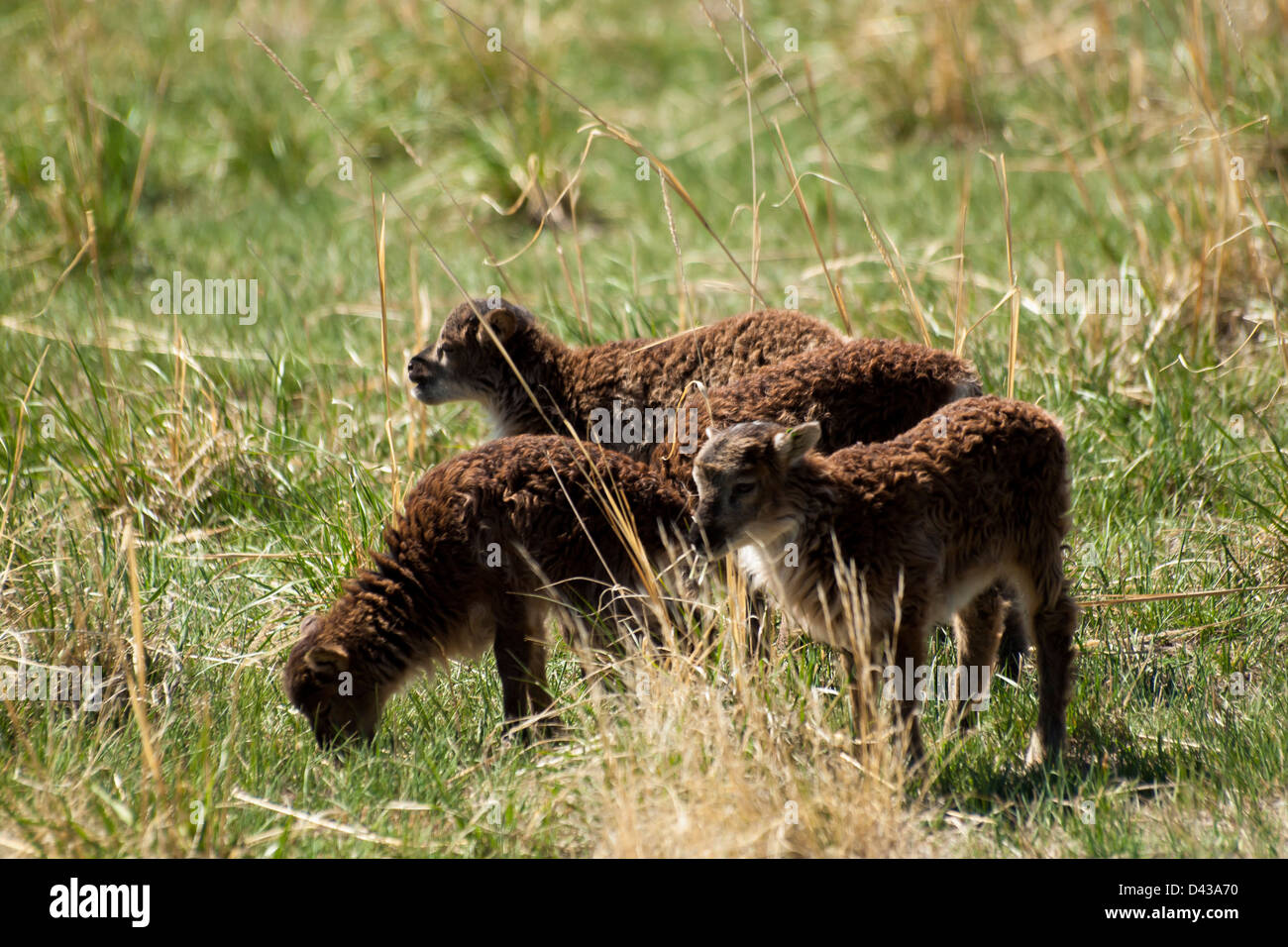 The Soay sheep is a primitive breed of domestic sheep descended from a ...