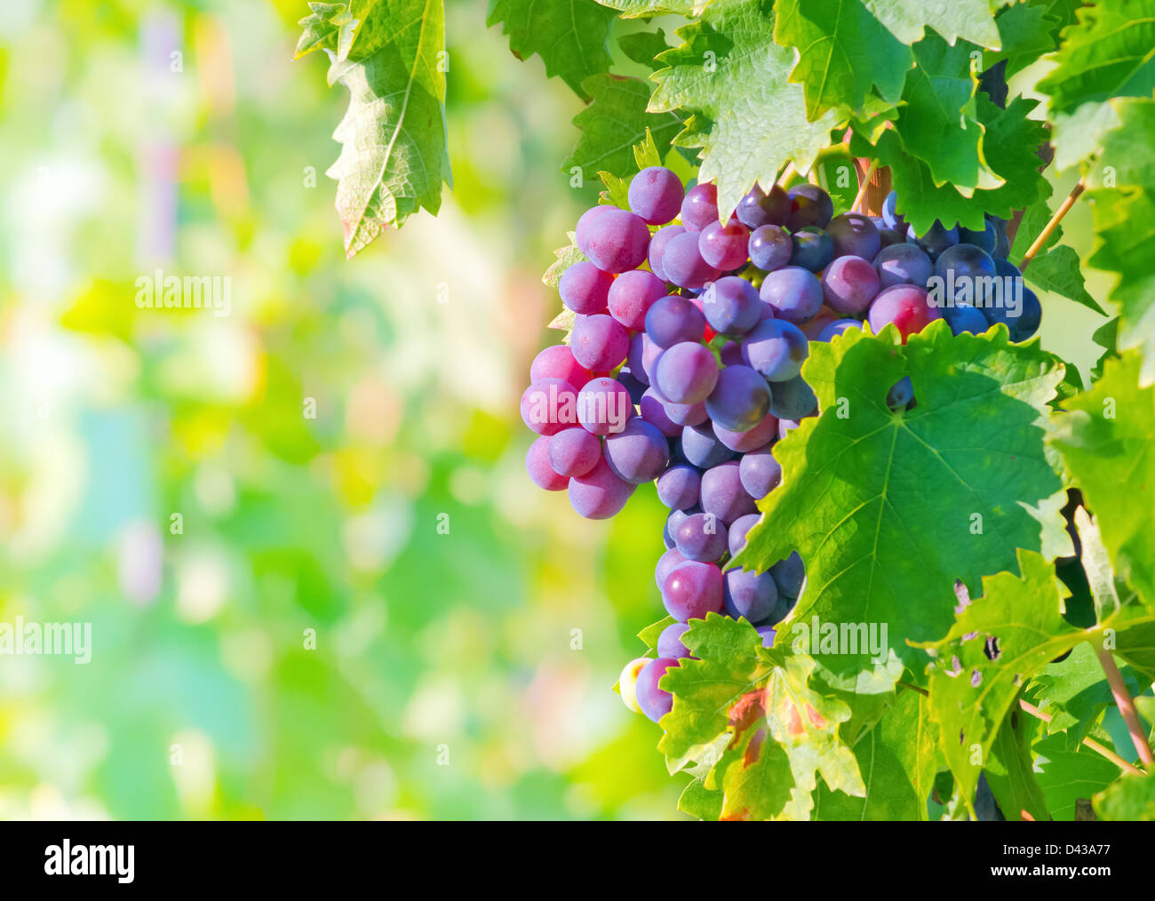 Hanging bunch of grape hi-res stock photography and images - Alamy