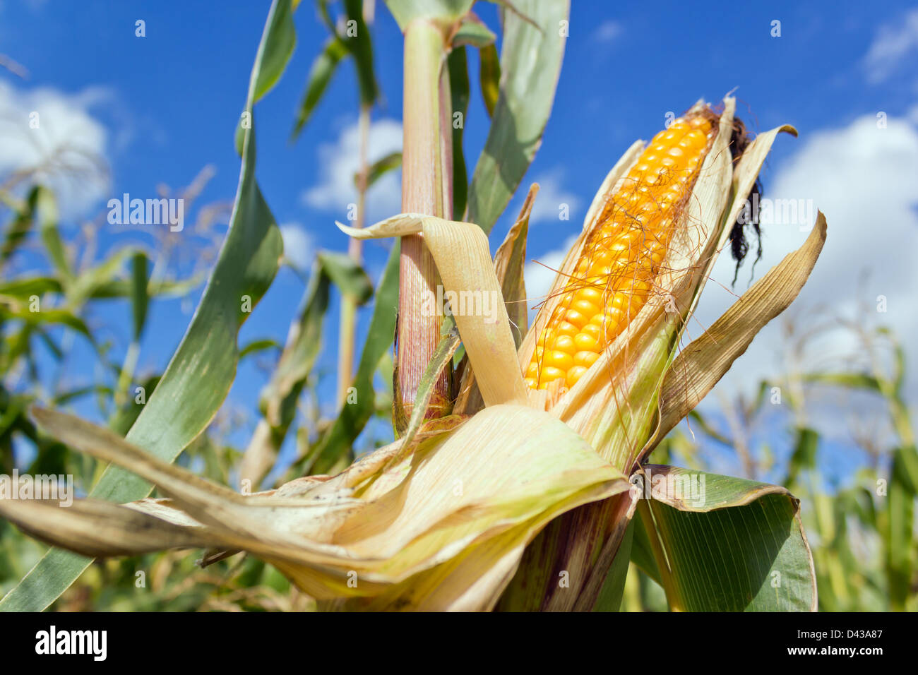 Corn on the Cob Stock Photo - Alamy
