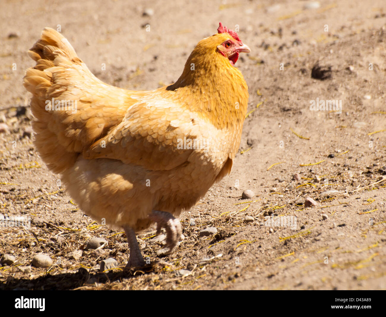 A free-range chicken from a small farm in Colorado Stock Photo - Alamy