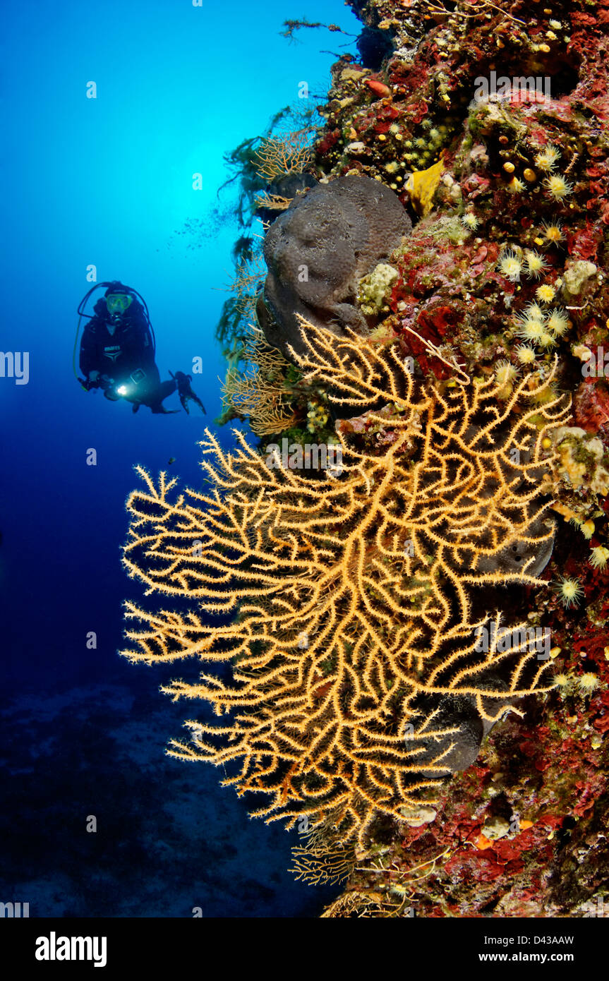 Gorgoniidae holaxonia hi-res stock photography and images - Alamy