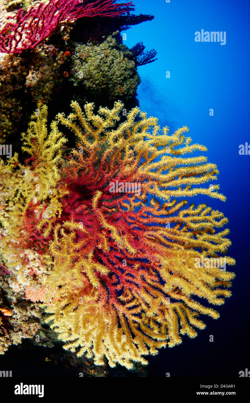 Paramuricea clavata Red or Great Purple Gorgonians Color changing ...