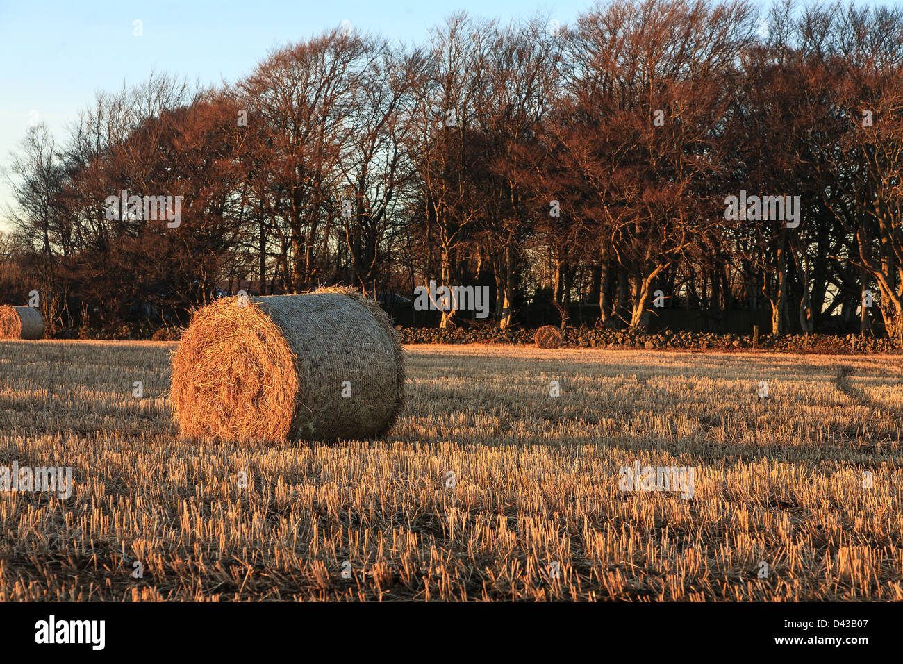 Hay bales at sunset Stock Photo - Alamy