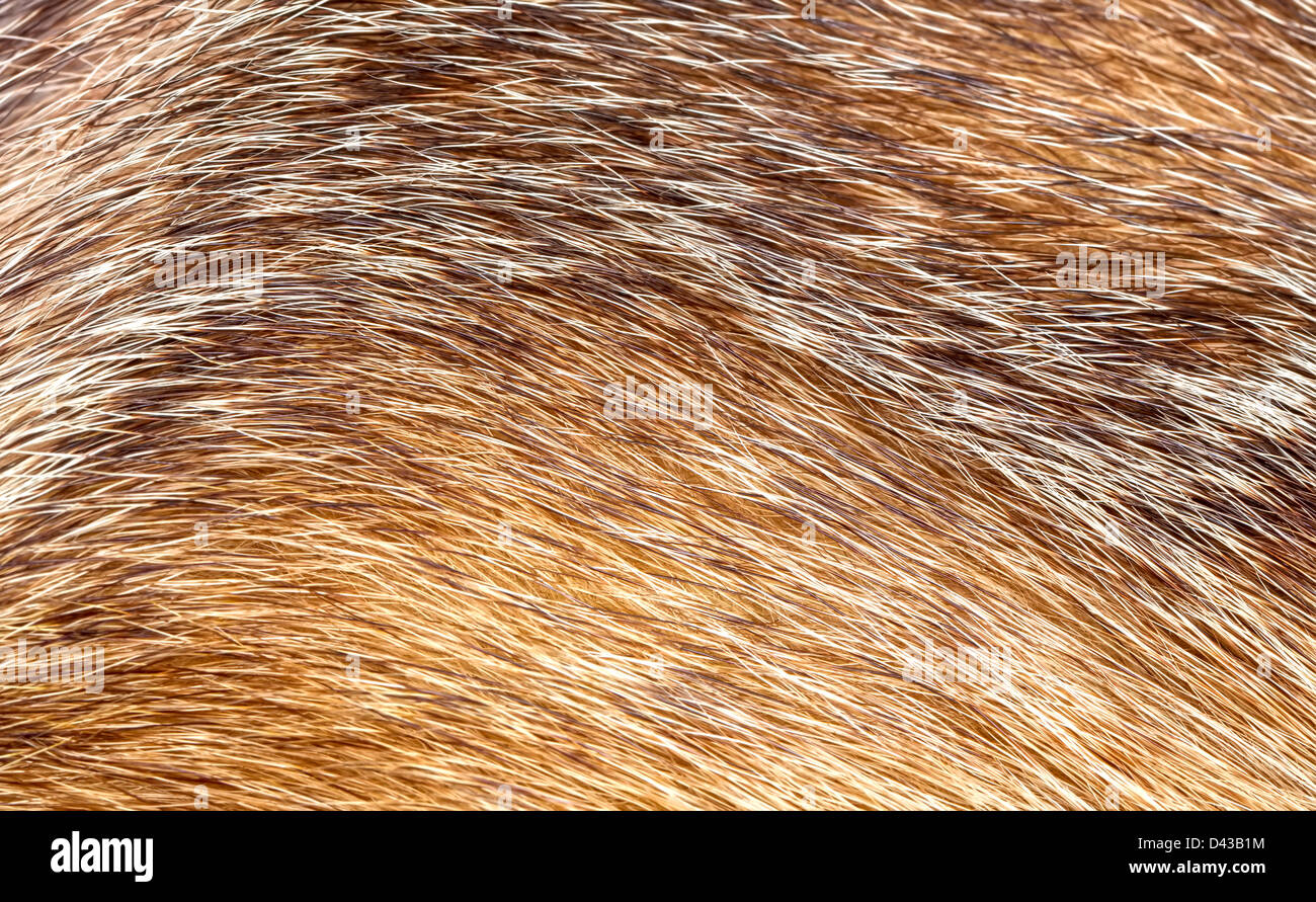 Fox fur texture hi-res stock photography and images - Alamy