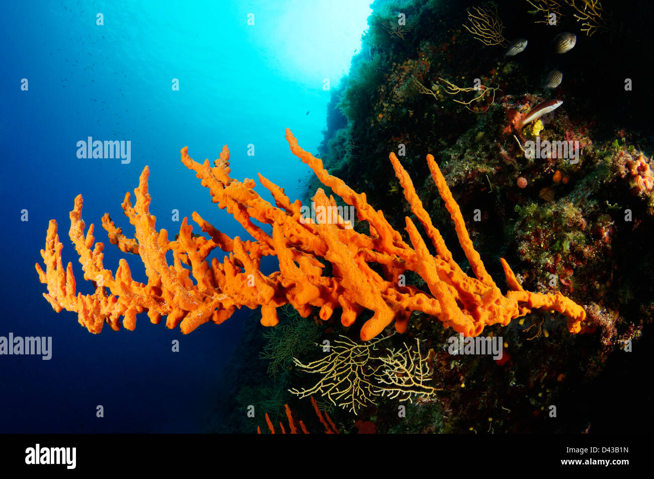 Axinella polypoides, comoon orange antlers sponge, Croatia ...