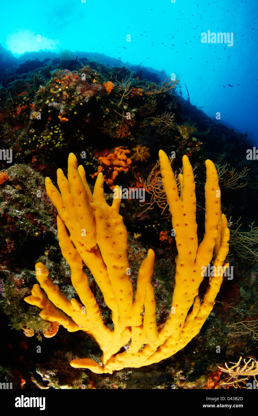 Lamellarantlers hi-res stock photography and images - Alamy