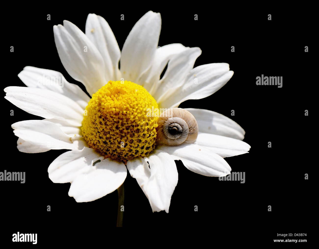 daisy and slug Stock Photo - Alamy