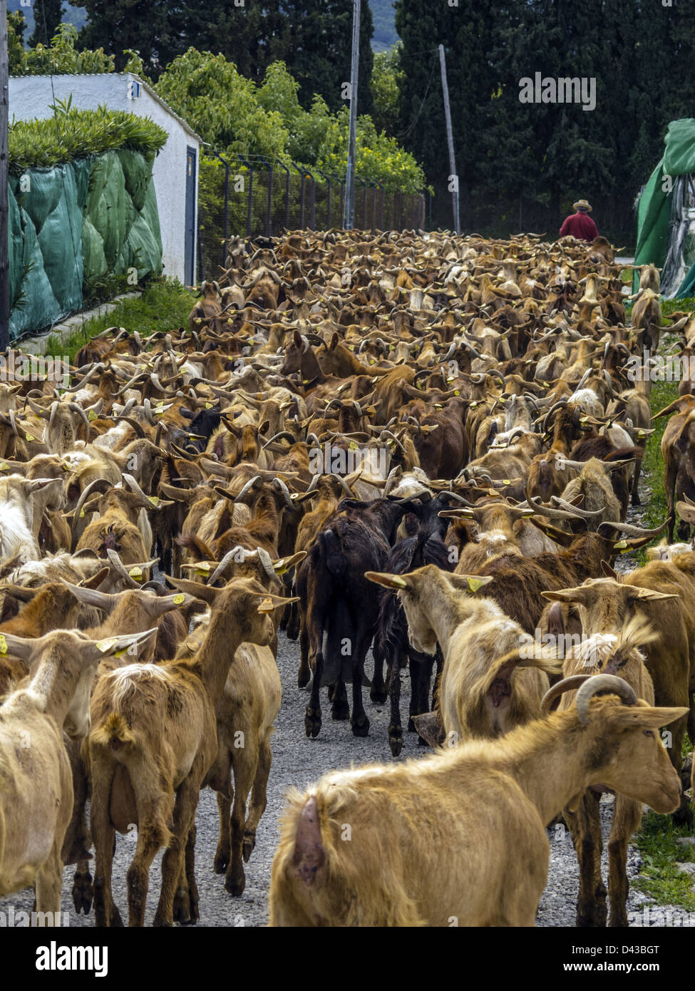 Goatherd leading his goats down a narrow lane Andalucia Spain Stock ...