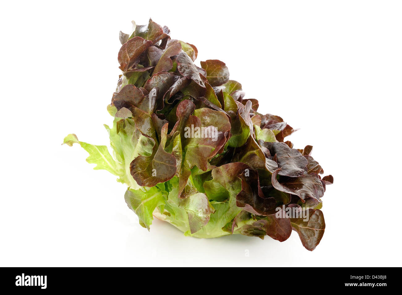 red oak lettuce Stock Photo - Alamy