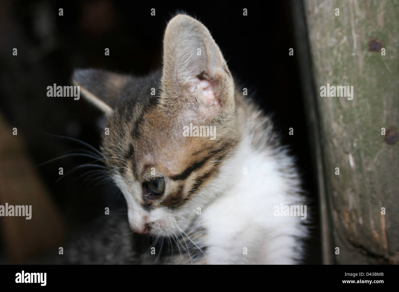 House cat portrait Stock Photo - Alamy