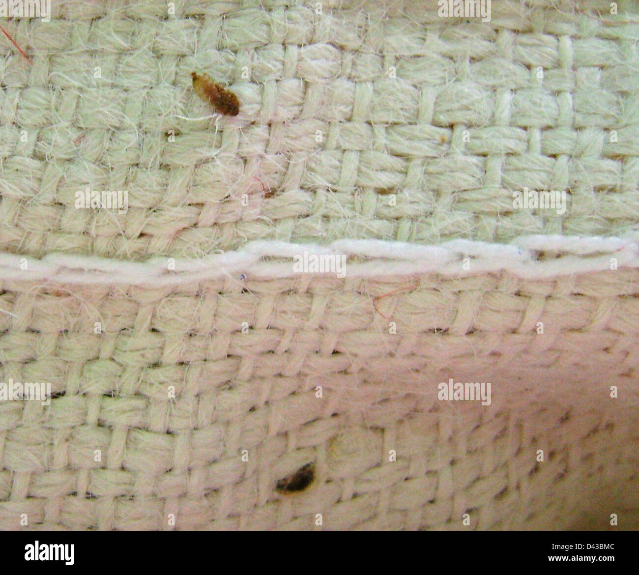 Rice insect pests hi-res stock photography and images - Alamy