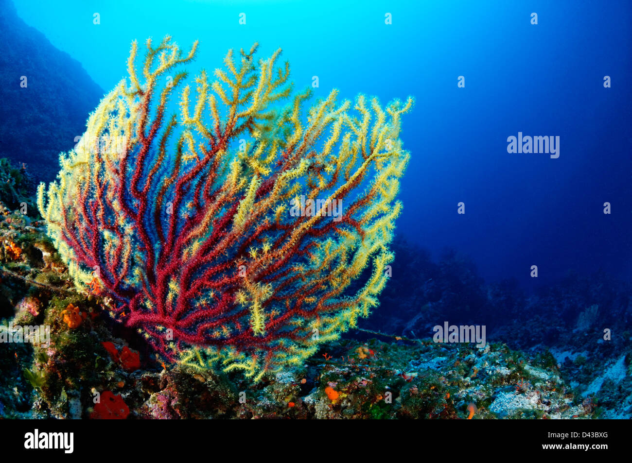 Paramuricea clavata Red or Great Purple Gorgonians Color changing ...