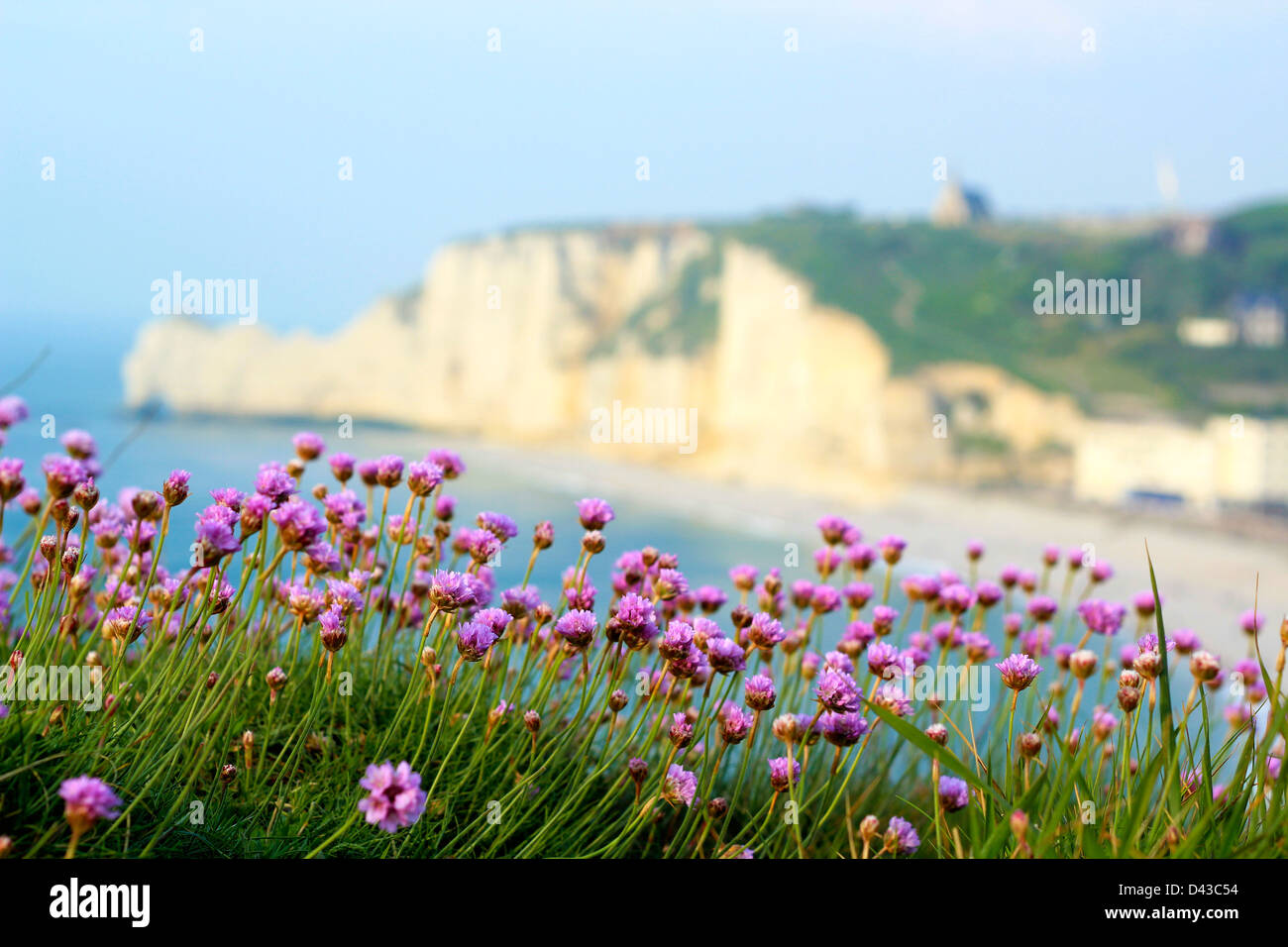 Pink armeria maritima normandy hi-res stock photography and images - Alamy