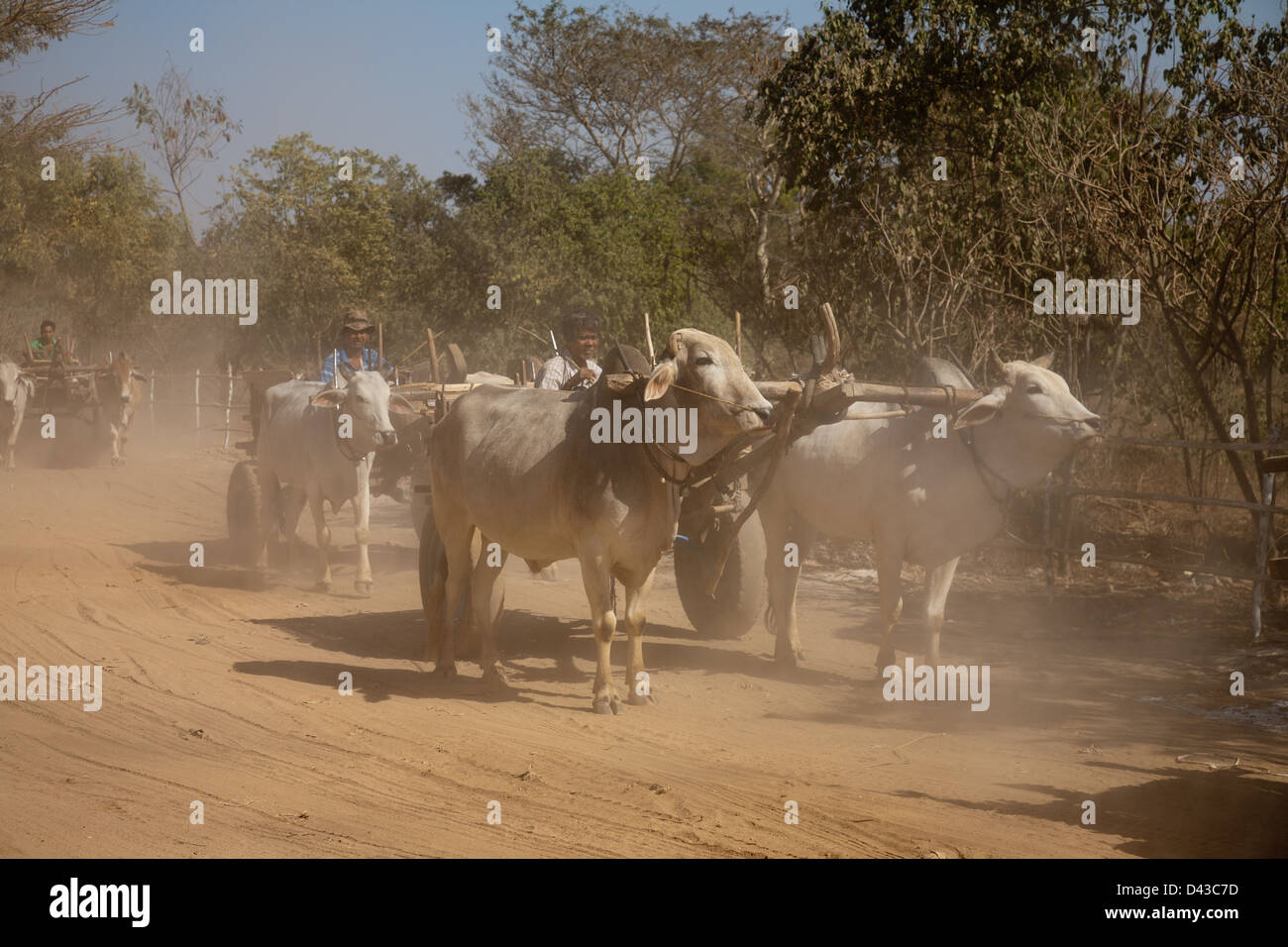 Oxes carts hi-res stock photography and images - Alamy