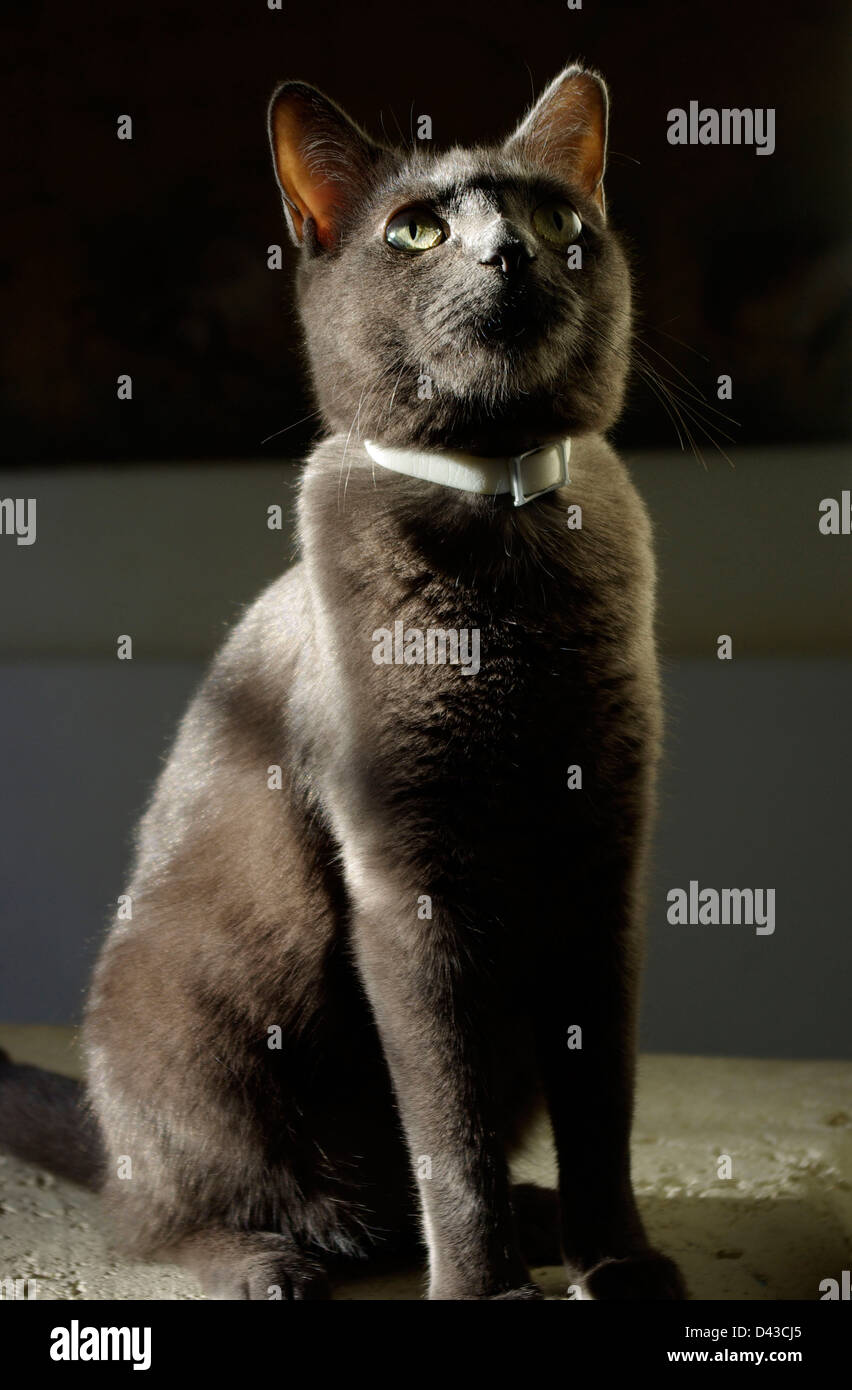 Grey Alert Cat Stock Photo - Alamy