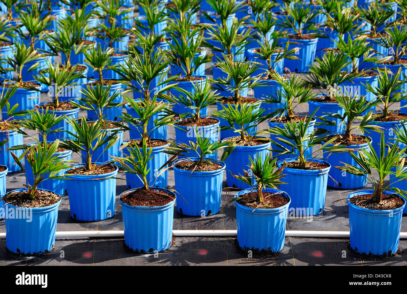 Nursery of Baby Palms Stock Photo - Alamy