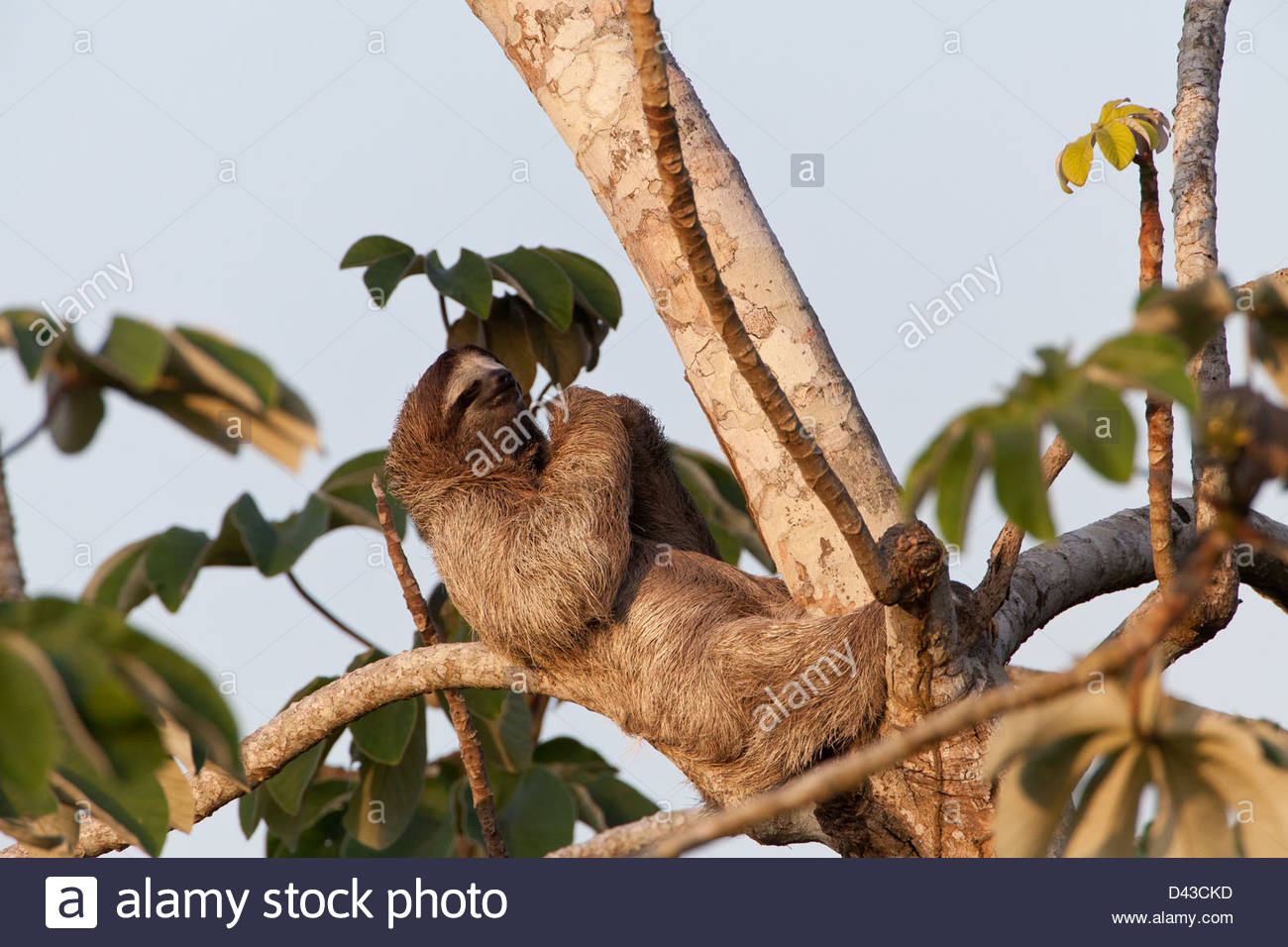 Sloths In Tree Stock Photos & Sloths In Tree Stock Images - Alamy