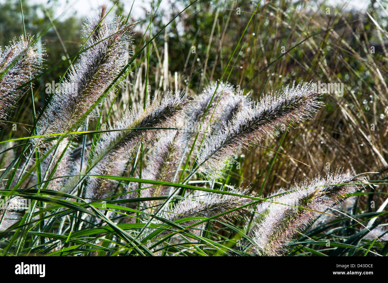 Gently blowing in the breeze hi-res stock photography and images - Alamy