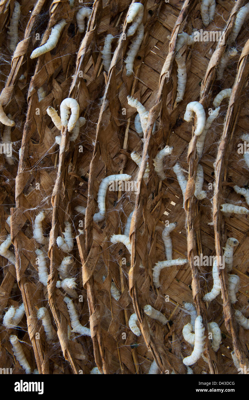 Silkworm farm hi-res stock photography and images - Alamy