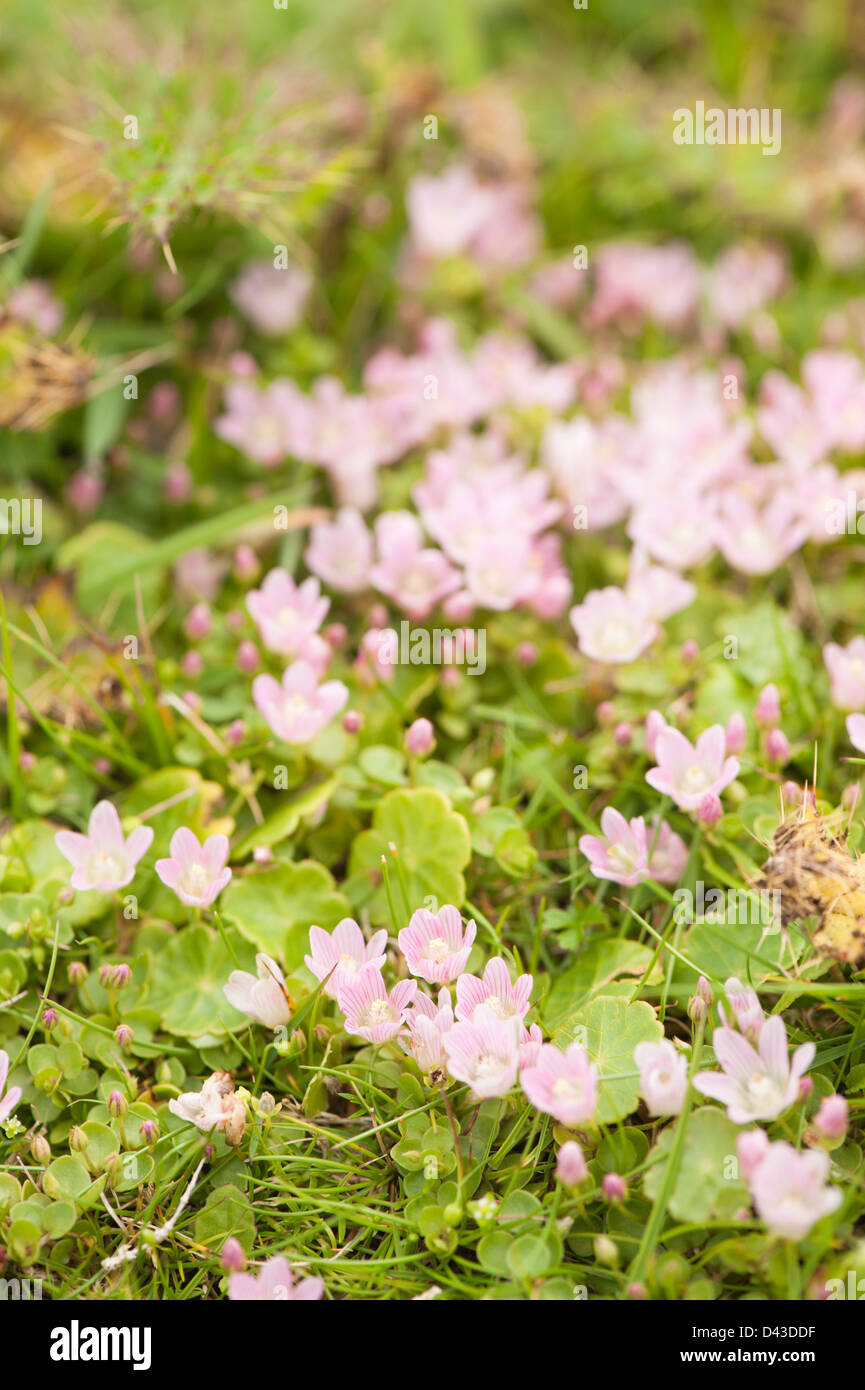 Bog Pimpernel, Anagallis tenella, in flower Stock Photo - Alamy