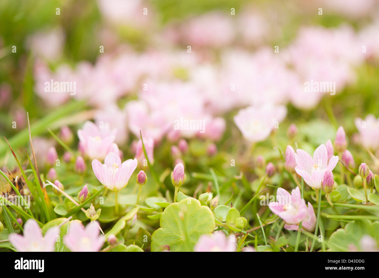 Bog Pimpernel, Anagallis tenella, in flower Stock Photo - Alamy