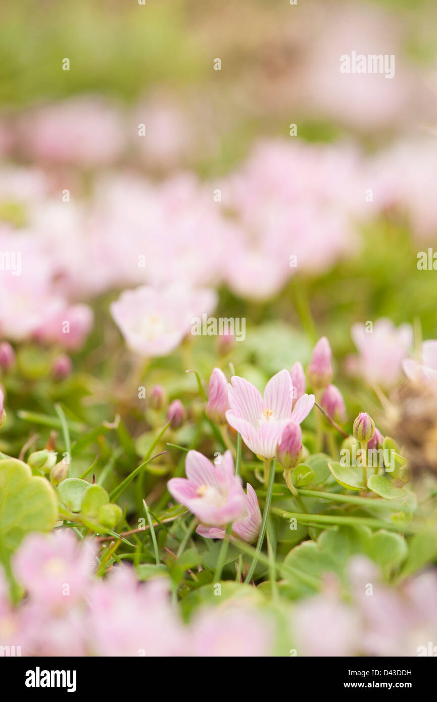 Bog Pimpernel, Anagallis tenella, in flower Stock Photo - Alamy