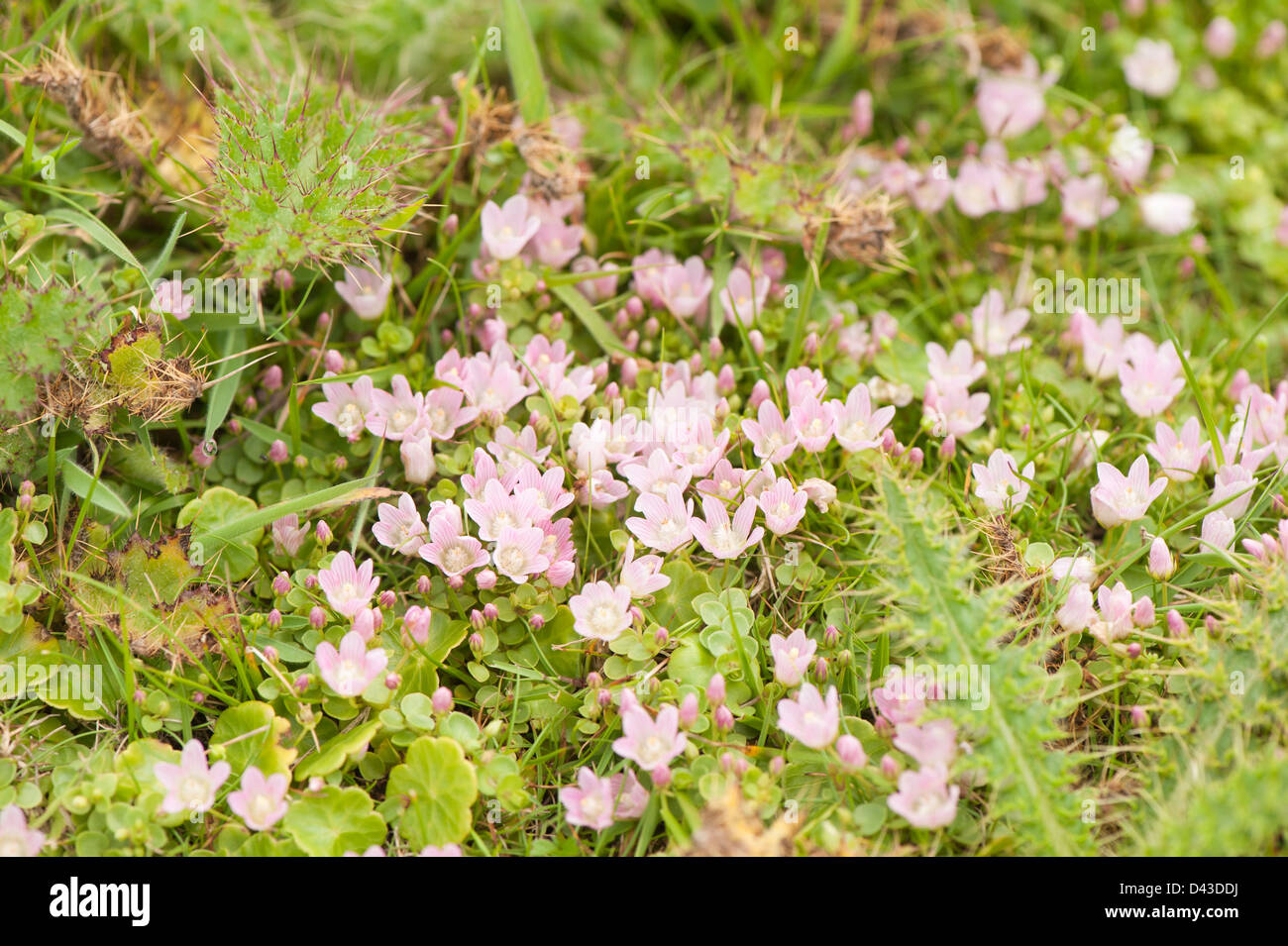Bog Pimpernel, Anagallis tenella, in flower Stock Photo - Alamy