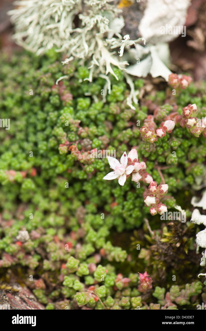 English Stonecrop, Sedum anglicum Stock Photo - Alamy