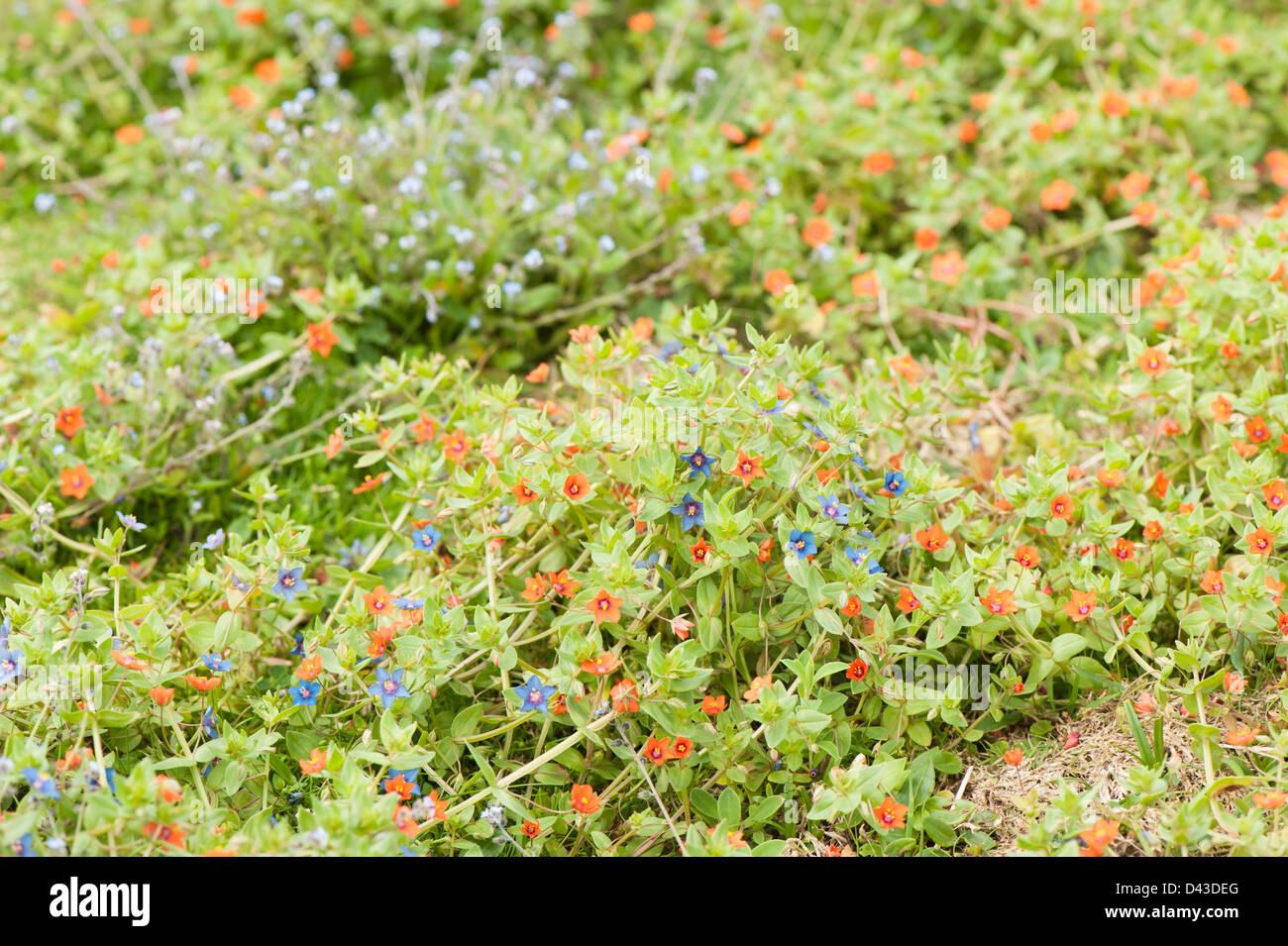 Blue flowering Scarlet Pimpernel, Anagallis arvensis Stock Photo - Alamy Blue flowering Scarlet Pimpernel, Anagallis arvensis Stock Photo - Alamy