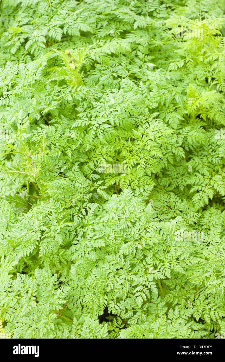 Leaves of Poison Hemlock, Conium maculatum Stock Photo - Alamy