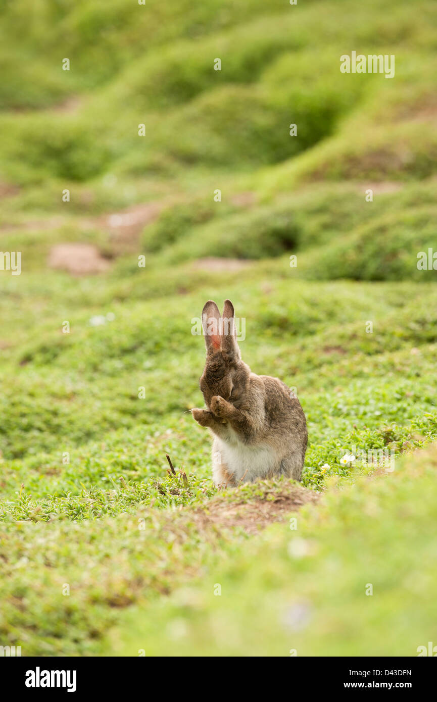 Rabbit grooming oryctolagus cuniculus hi-res stock photography and ...