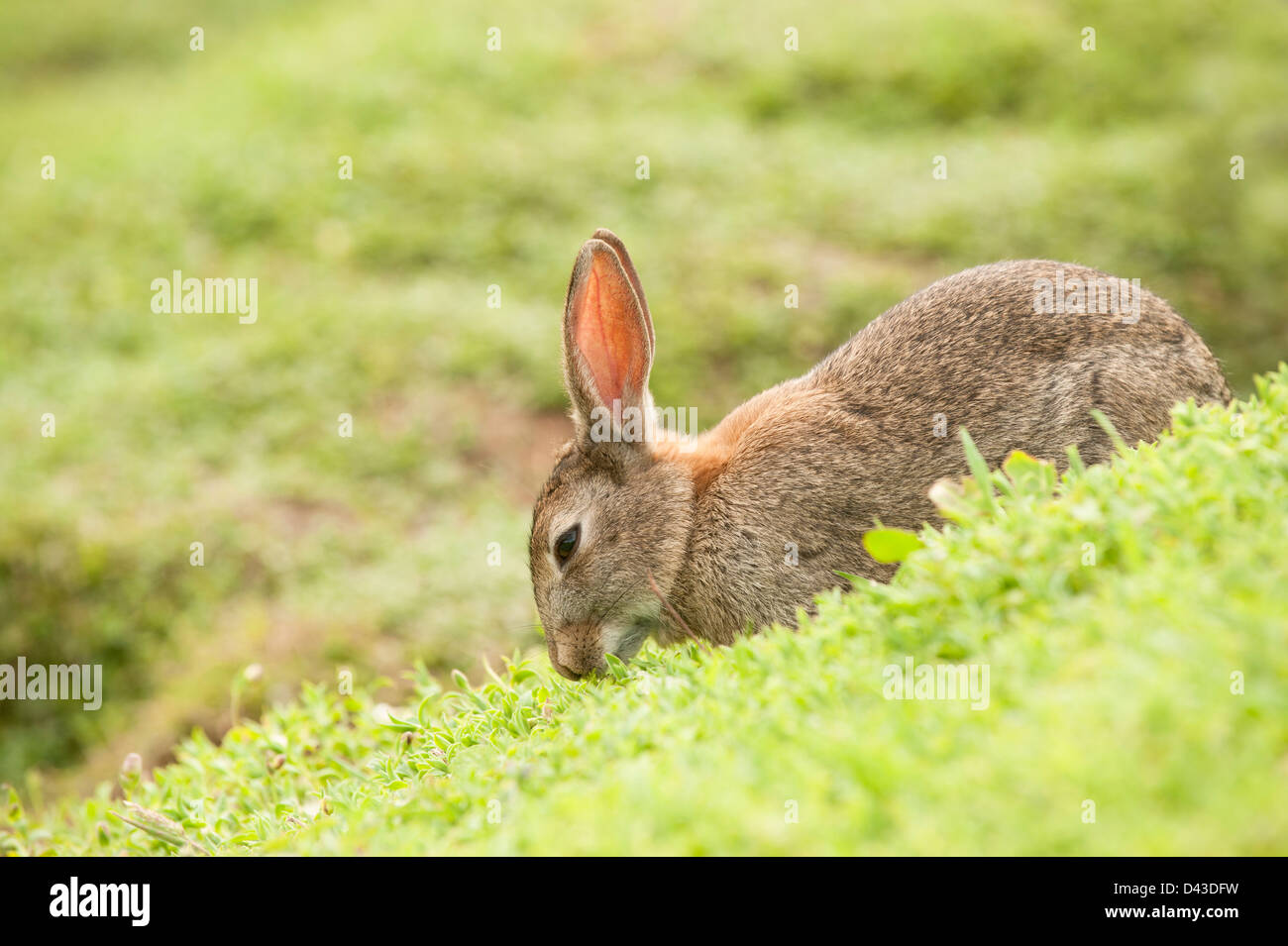 Wild Rabbit, Oryctolagus cuniculus, on Skokholm Island, South ...