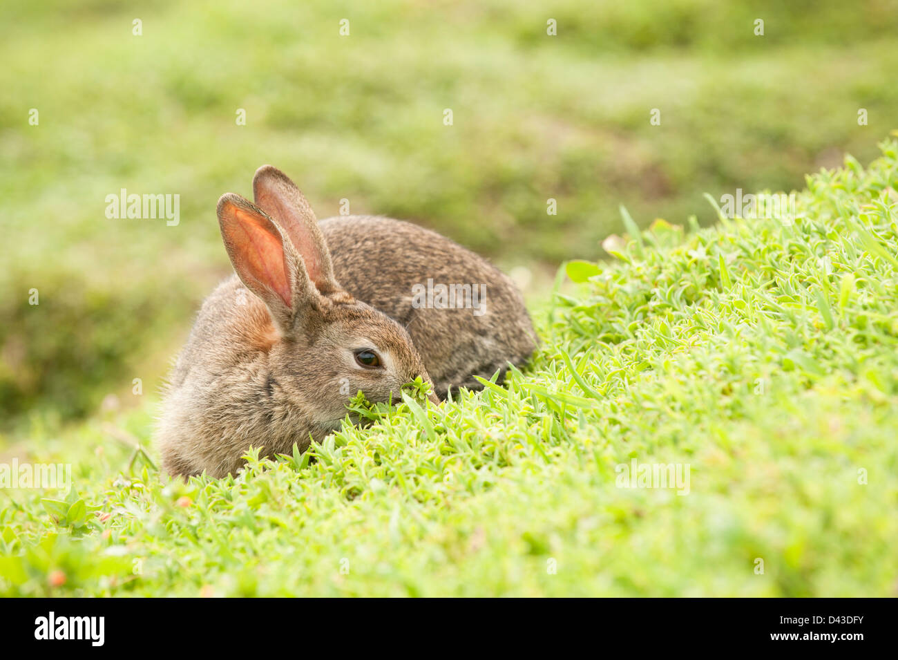 Wild Rabbit, Oryctolagus cuniculus, on Skokholm Island, South ...