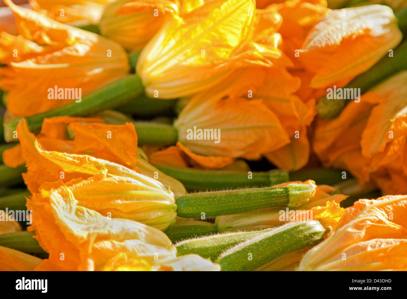 Zucchini flowers hi-res stock photography and images - Alamy